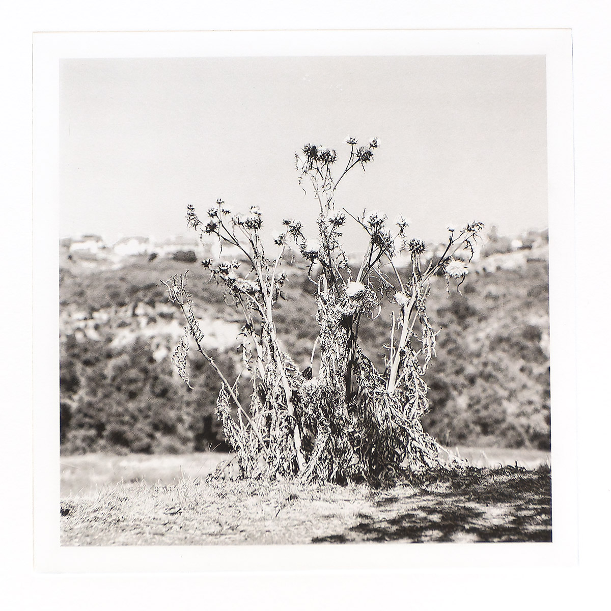 Polymer Photogravure – Singular Images
